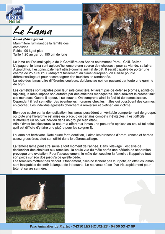 Llamas and alpacas - Parc de Merlet - Parc animalier aux Houches