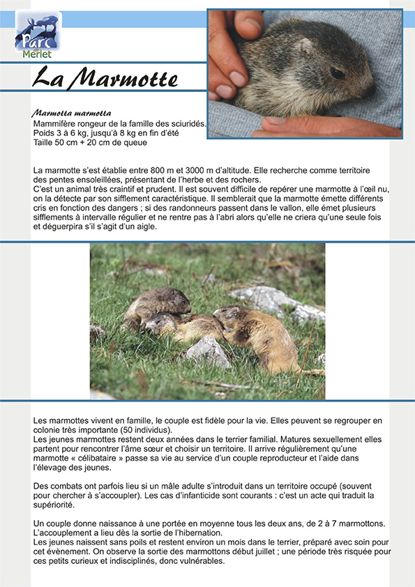 marmotte - Parc de Merlet - Parc animalier aux Houches