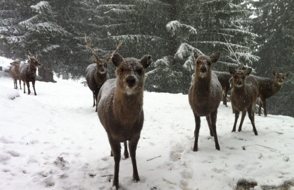 Welcome - Parc de Merlet - Wildlife park Les Houches